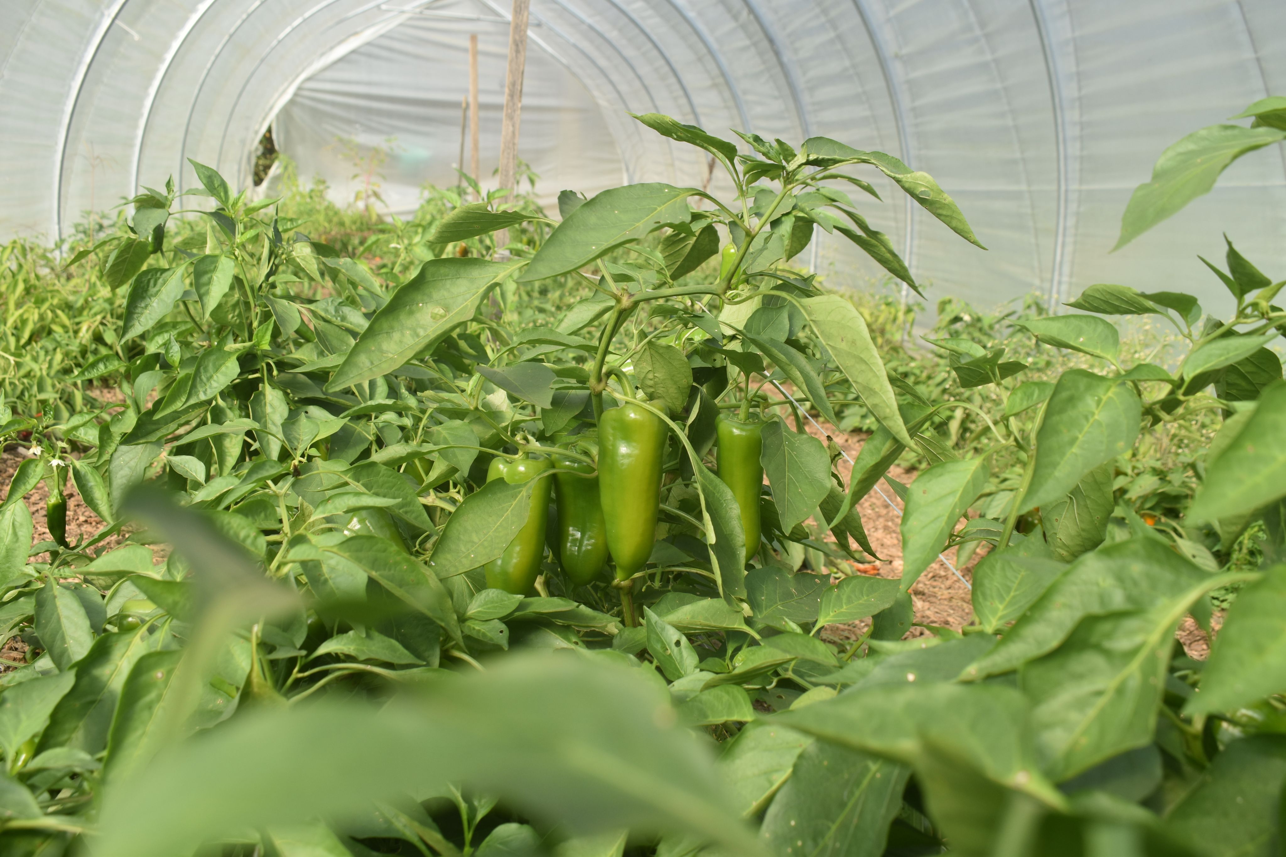 Northern New England farmers invest in agricultural holism